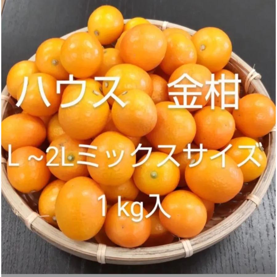金柑 ハウス 完熟きんかん 宮崎県産 L~2Lミックスサイズ 1kg : 宮崎aoki青果 - 通販 - Yahoo!ショッピング