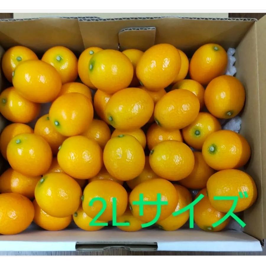 キンカン たまたま 完熟 きんかん 宮崎県産 2Lサイズ 1kg 専用箱 : 宮崎aoki青果 - 通販 - Yahoo!ショッピング
