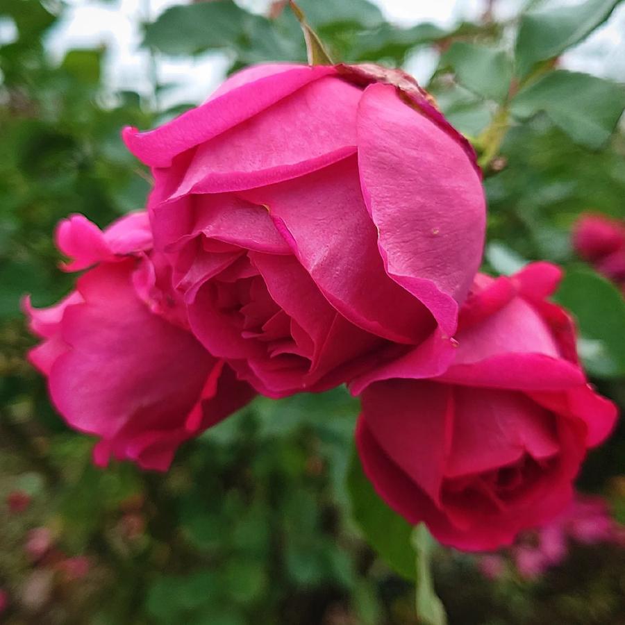 バラ苗 大苗 18cmポット マイスタージンガー : Apple Roses バラ苗 大苗 18cmポット マイスタージンガー : Apple Roses