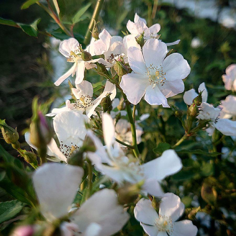 バラ苗 大苗 18cmポット ののこ : Apple Roses - 通販 - Yahoo バラ苗 大苗 18cmポット ののこ : Apple Roses - 通販 - Yahoo
