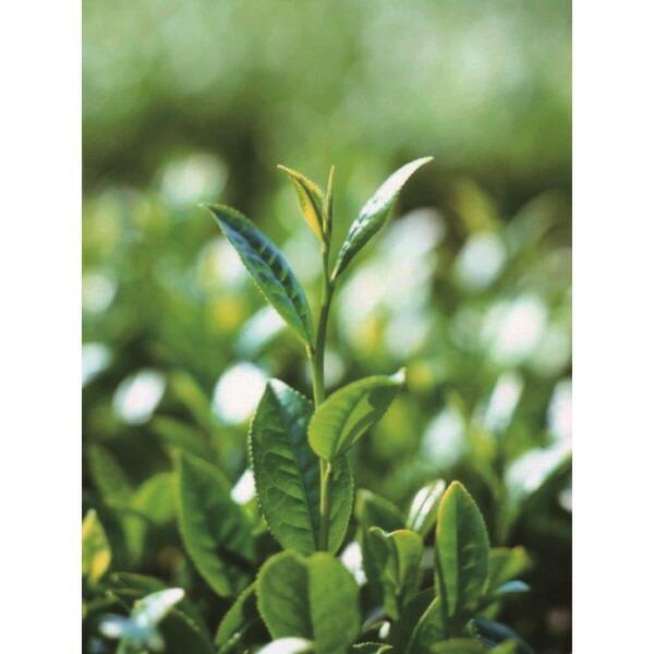 EVERNEW（エバニュー） 法人限定 EKH103 500 防炎クッションフロア