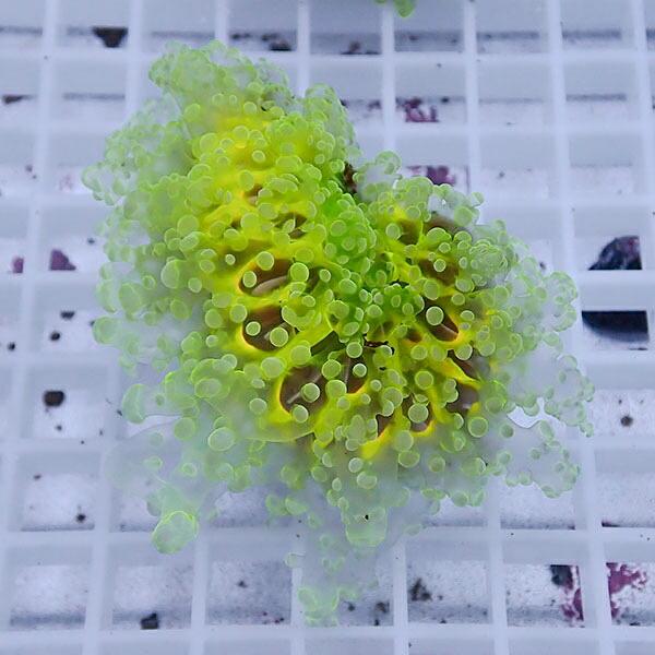 【サンゴ現物45】sale品 ホンタコアシサンゴ (B-3688) 海水魚 サンゴ 生体 : アクアギフト - 通販 - Yahoo!ショッピング