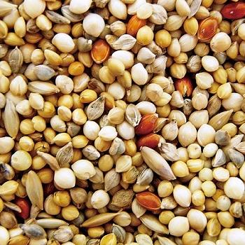 ナチュラルペットフーズ 小鳥の餌 NPF エクセル おいしい小鳥の食事 皮付き 3.6kg : アクアペットサービス ヤフー店 - 通販 - Yahoo!ショッピング