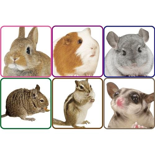 三晃商会 J502 サンコー イージーホーム60用ステンレスメッシュスノコ : アクアペットサービス ヤフー店 - 通販 - Yahoo!ショッピング