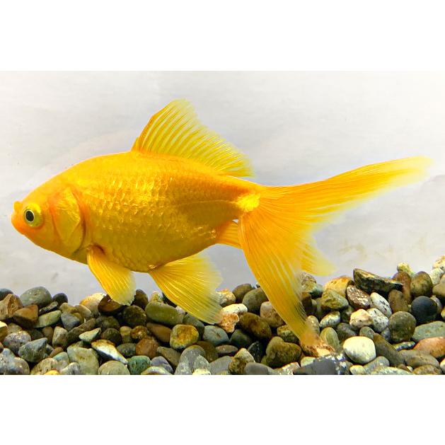【10/15-16P5倍】【金魚】【一点物】江戸川産 ゴールデン和唐内 L 【生体】 :wakin-yellow:アクアペットサービス ヤフー ...