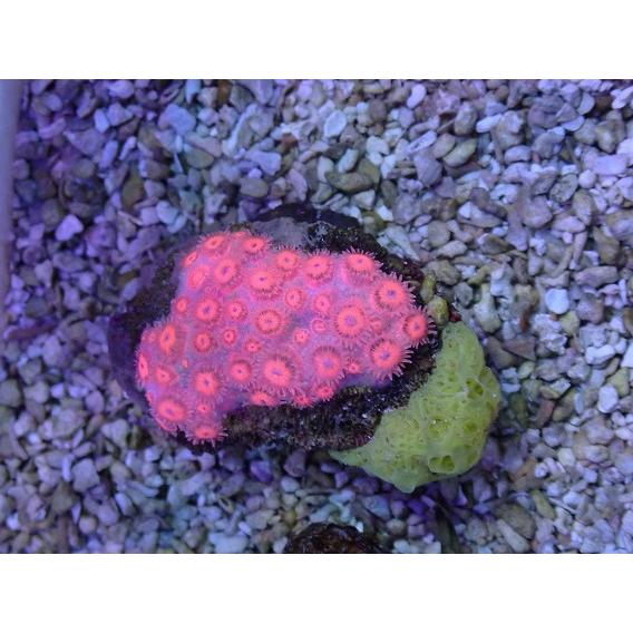 No.14 ハナガササンゴ マルチ|ハードコーラル ユラユラ系 アクアスタイルユー サンゴ 通販 販売 ユラユラ ASY : アクアスタイル ...