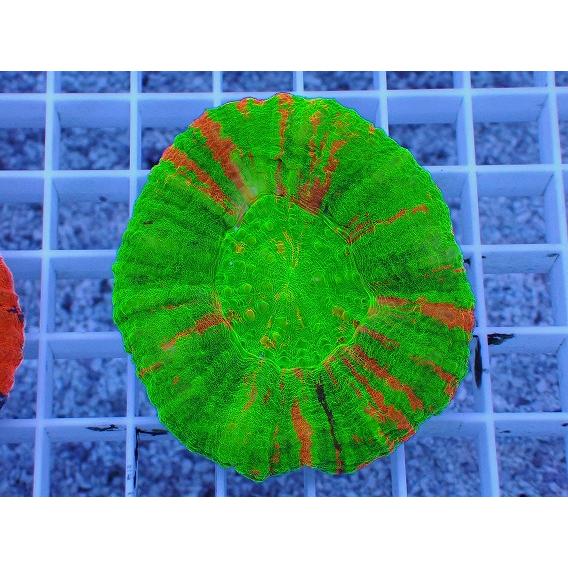 No.5 スコリミア Bleeding Apple|ハードコーラル プクプク系 アクアスタイルユー サンゴ 通販 販売 ユラユラ ASY ...