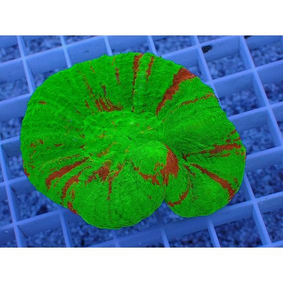 No.6 スコリミア Bleeding Apple|ハードコーラル プクプク系 アクアスタイルユー サンゴ 通販 販売 ユラユラ ASY ...