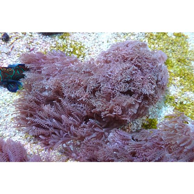 No.4 ハナガタイタアザミ|ソフトコーラル ユラユラ系 アクアスタイルユー サンゴ 通販 販売 ASY : アクアスタイルユーYahoo!店 ...