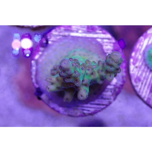 No.3 CE Acro Aurora 【16時までのご注文で当日発送！(定休日除く)】 : アクアスタイルユーYahoo!店 - 通販 ...