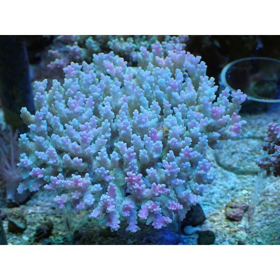 No.185 浅場ミドリイシ|SPS ハードコーラル アクアスタイルユー サンゴ 通販 販売 ASY :P6030629:アクアスタイルユー ...