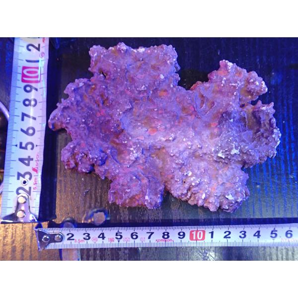 JS Rock Table Type No.25 : アクアテイラーズヤフー店 - 通販 - Yahoo!ショッピング