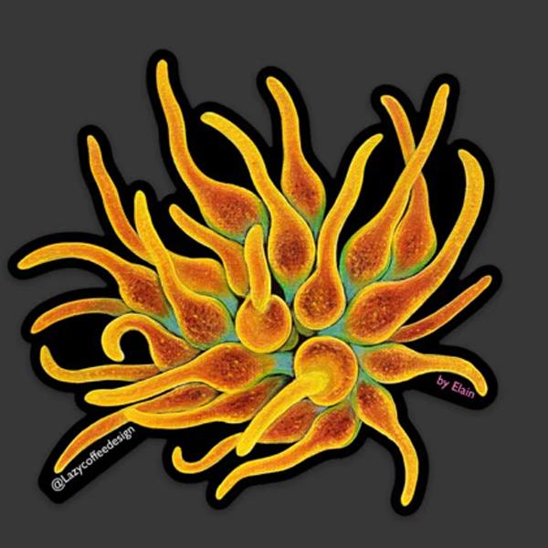 （正規輸入品）lazycoffeedesign CSB nem Sticker : アクアテイラーズヤフー店 - 通販 - Yahoo!ショッピング