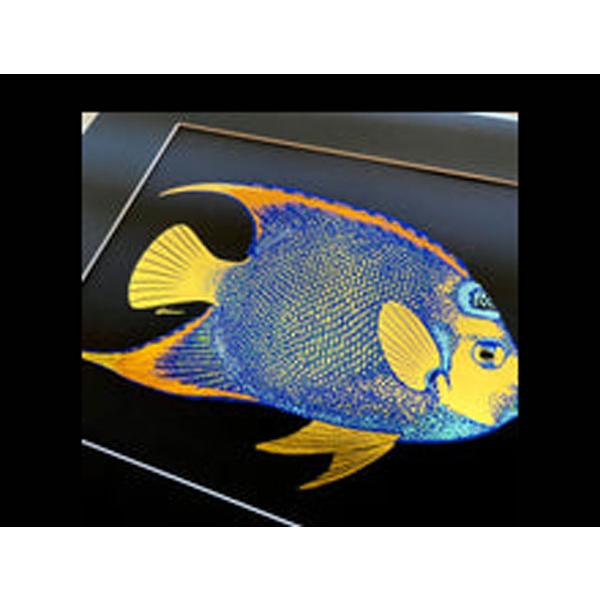 （正規輸入品）Queen Angelfish Foil Art Print : アクアテイラーズヤフー店 - 通販 - Yahoo!ショッピング