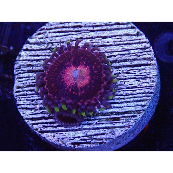 US Zoa Black Flamingo : アクアテイラーズヤフー店 - 通販 - Yahoo!ショッピング