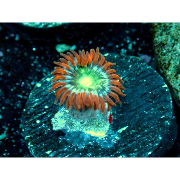 US Zoa Mango Infusion : アクアテイラーズヤフー店 - 通販 - Yahoo!ショッピング