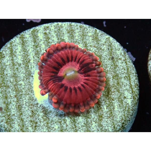 US Zoa Playboy Bunny : アクアテイラーズヤフー店 - 通販 - Yahoo!ショッピング