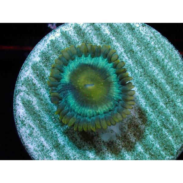 US Zoa Ice Age : アクアテイラーズヤフー店 - 通販 - Yahoo!ショッピング