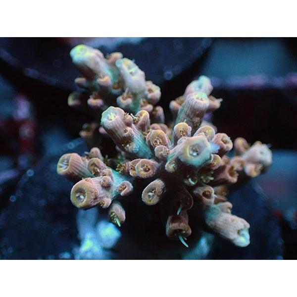 アメリカ便 CC Voodoo Majick : アクアテイラーズヤフー店 - 通販 - Yahoo!ショッピング