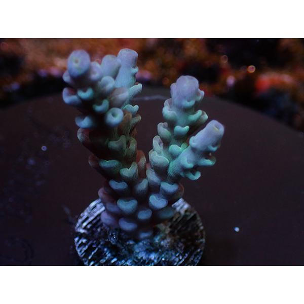 ATフラグ GB Indonesia Acropora Striata -Vivid Insanity Type-No.04 : アクアテイ ...