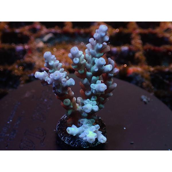 ATフラグ GB Indonesia Acropora Striata -Vivid Insanity Type-No.05 : アクアテイ ...