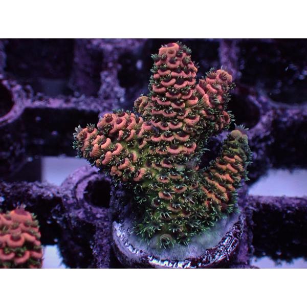 ATフラグ Acropora Millepora-Red- No.03 : アクアテイラーズヤフー店 - 通販 - Yahoo!ショッピング