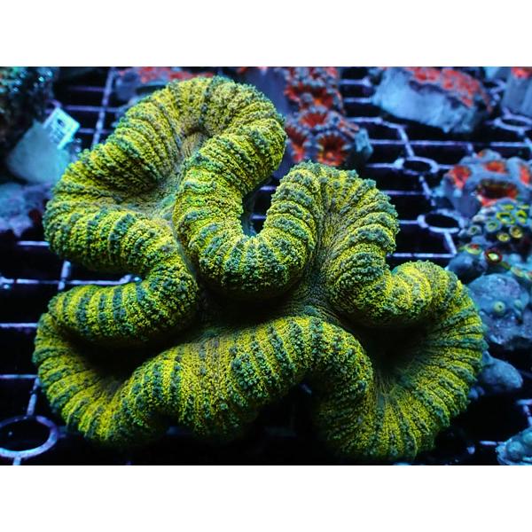 ハナガタサンゴ Gold No.01 : アクアテイラーズヤフー店 - 通販 - Yahoo!ショッピング