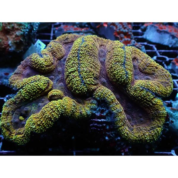 ハナガタサンゴ Gold No.02 : アクアテイラーズヤフー店 - 通販 - Yahoo!ショッピング