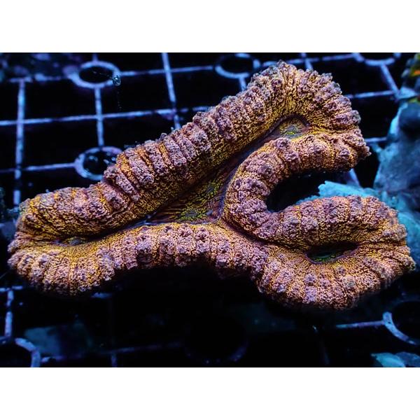 ハナガタサンゴ ピンクラメ No.01 : アクアテイラーズヤフー店 - 通販 - Yahoo!ショッピング