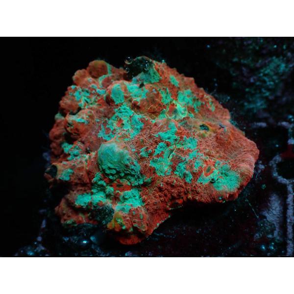 Chalice Red Multi No.05 : アクアテイラーズヤフー店 - 通販 - Yahoo!ショッピング