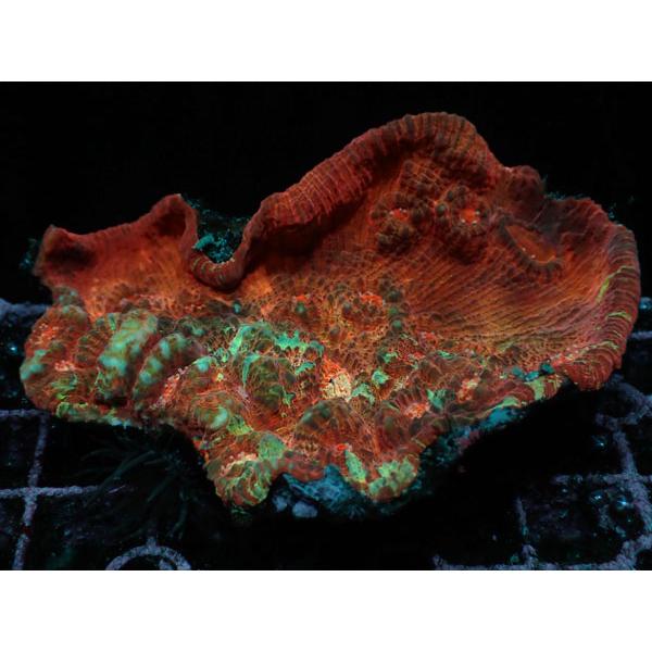 Chalice Red No.10 : アクアテイラーズヤフー店 - 通販 - Yahoo!ショッピング