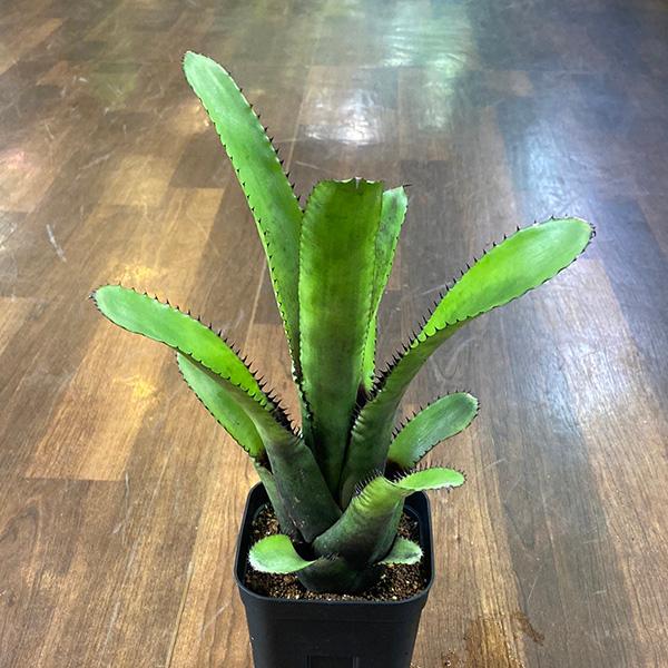 Aechmea Nigre No.01 : アクアテイラーズヤフー店 - 通販 - Yahoo!ショッピング