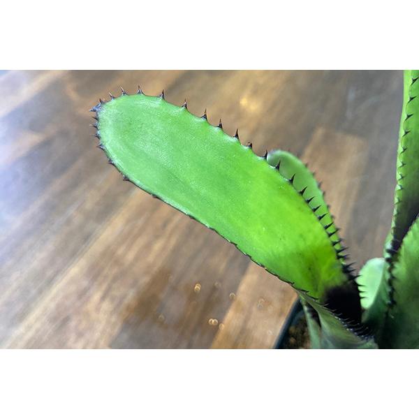 Aechmea Nigre No.01 : アクアテイラーズヤフー店 - 通販 - Yahoo!ショッピング