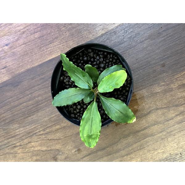 Bucephalandra sp. Sintang kayulapis type1 LA便 : アクアテイラーズヤフー店 - 通販 ...