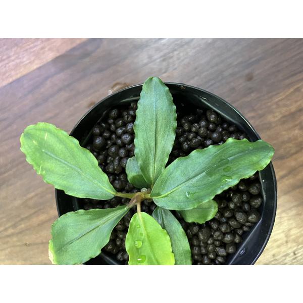 Bucephalandra sp. Sintang kayulapis type1 LA便 : アクアテイラーズヤフー店 - 通販 ...