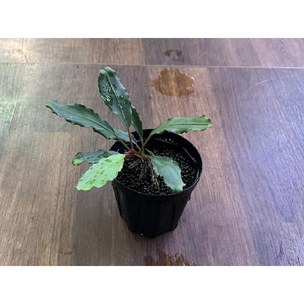 Bucephalandra sp. Nanga mahap TB便 No.1 : アクアテイラーズヤフー店 - 通販 - Yahoo!ショッピング