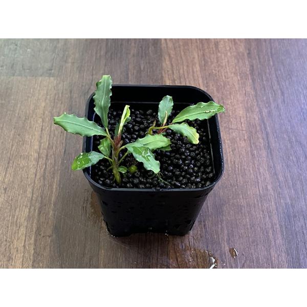 Bucephalandra sp. Nanga mahap TB便 No.2 : アクアテイラーズヤフー店 - 通販 - Yahoo!ショッピング