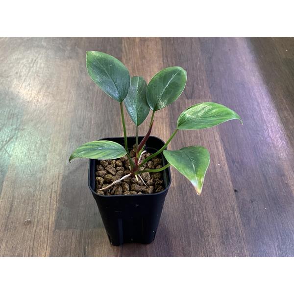 Homalomena sp. Tubaki Air Terjun Resun P.LINGGA[AZ1011-1] : アクアテイラーズヤフー店 - 通販 - Yahoo!ショッピング