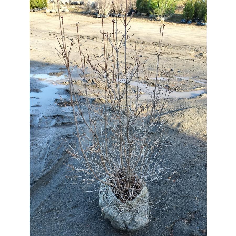 斑入り ミツバツツジ 約H1.0m W0.7m : アララギ園有限会社 - 通販 - Yahoo!ショッピング