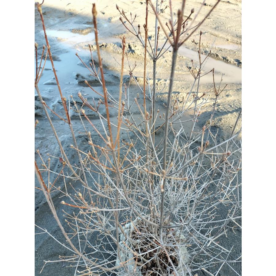 斑入り ミツバツツジ 約H1.0m W0.7m : アララギ園有限会社 - 通販 - Yahoo!ショッピング