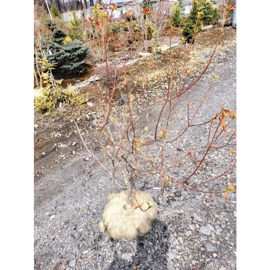 絞り八重咲ミツバツツジ 富士の光 H1.2m W0.8m : アララギ園有限会社 - 通販 - Yahoo!ショッピング