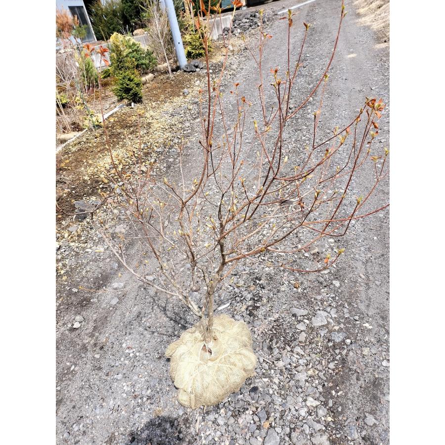 絞り八重咲ミツバツツジ 富士の光 H1.2m W0.8m : アララギ園有限会社 - 通販 - Yahoo!ショッピング