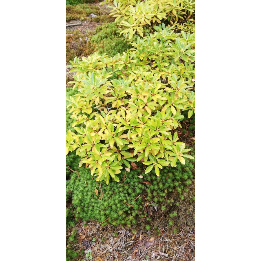 白花タンナゲンカイ 大株 H0.5m W0.9m : アララギ園有限会社 - 通販 - Yahoo!ショッピング