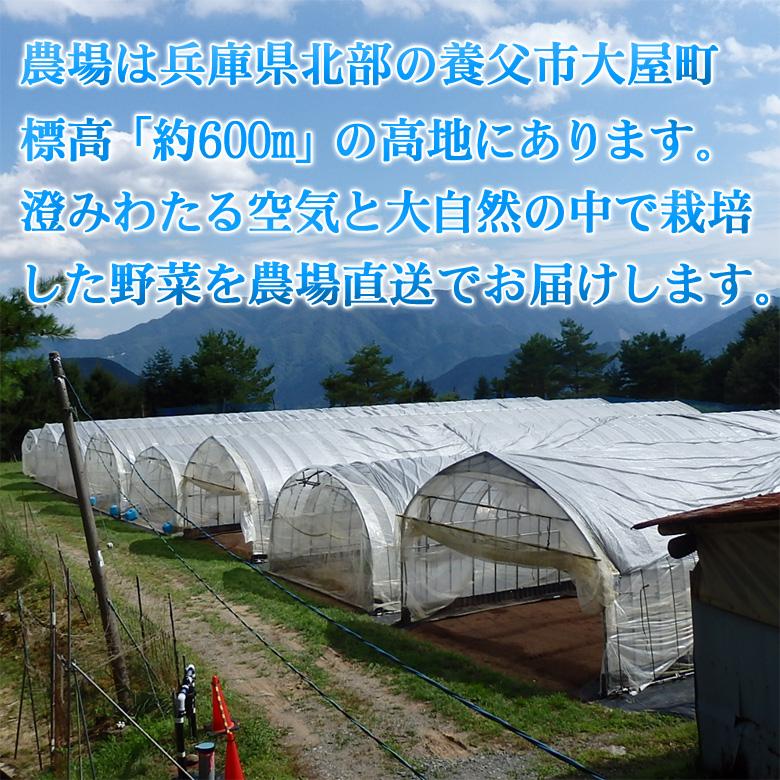ほうれん草 有機JAS ホウレン草 150g×20袋（3kg）オーガニック 農薬不使用 有機肥料 兵庫県産 まるやま農園 送料無料 : あるまま - 通販 - Yahoo!ショッピング
