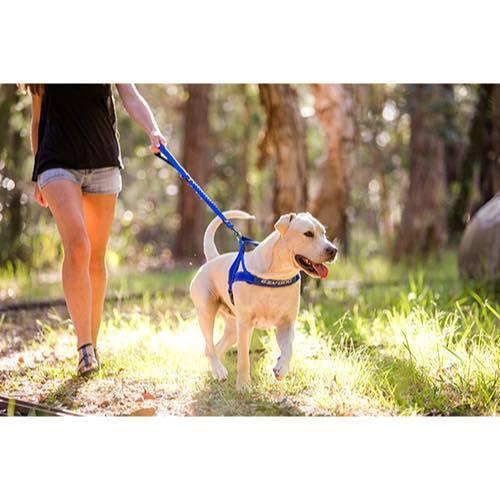 EZY DOG ゼロショック 64cm /カラー：レッド ペット用品 ペット 爆買 : アサヒペンストア - 通販 - Yahoo!ショッピング
