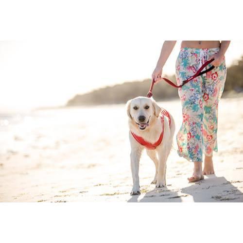EZY DOG ゼロショック 64cm /カラー：ブラック ペット用品 ペット : アサヒペンストア - 通販 - Yahoo!ショッピング