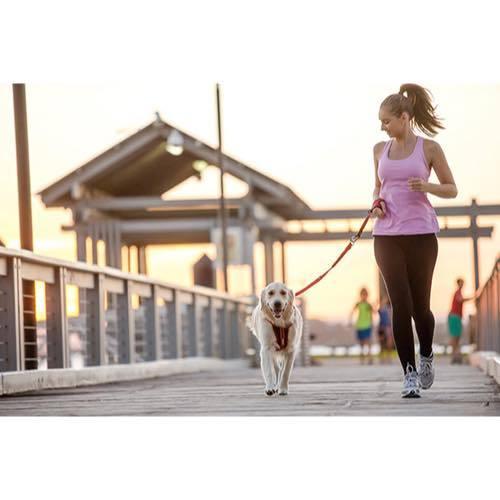 Aesop EZY DOG ゼロショック エクステンション/カラー：ブラック ペット用品 ペット : アサヒペンストア - 通販 ...