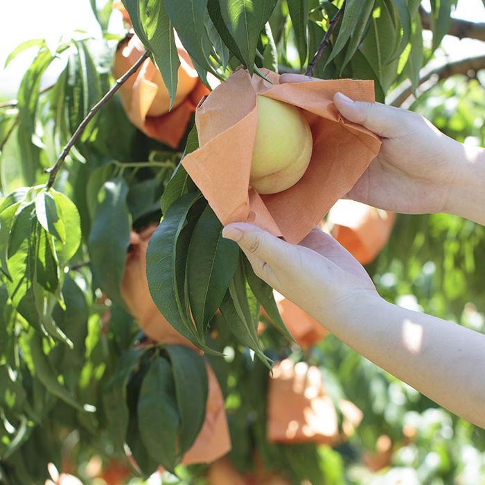 たから桃GIFT（SUI JYUKU BRAND）おかやま白桃大玉/1個 （固形量220g、内容総量820g）×1 白桃ピューレ/2個 内容量60g×2 : 安全用品 足場販売Yahoo!店 ...