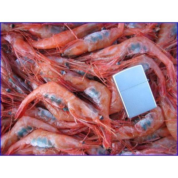 地物「赤海老（甘エビ）特大-1kg」60匹位入り 境港、自慢の逸品 : ASK sanin 山陰境港 - 通販 - Yahoo!ショッピング