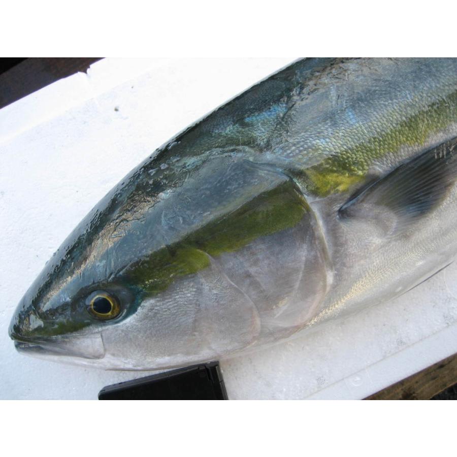 【鮮度抜群】「天然ブリ7-8kg」山陰境港、朝どれ直送！！ : ASK sanin 山陰境港 - 通販 - Yahoo!ショッピング